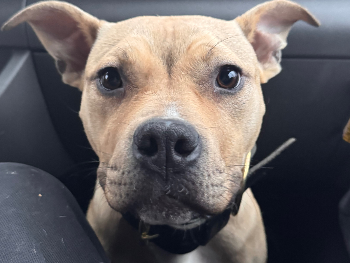 Fundraiser by Emilyah Stadtler : Aid Tato's Recovery and Well-being