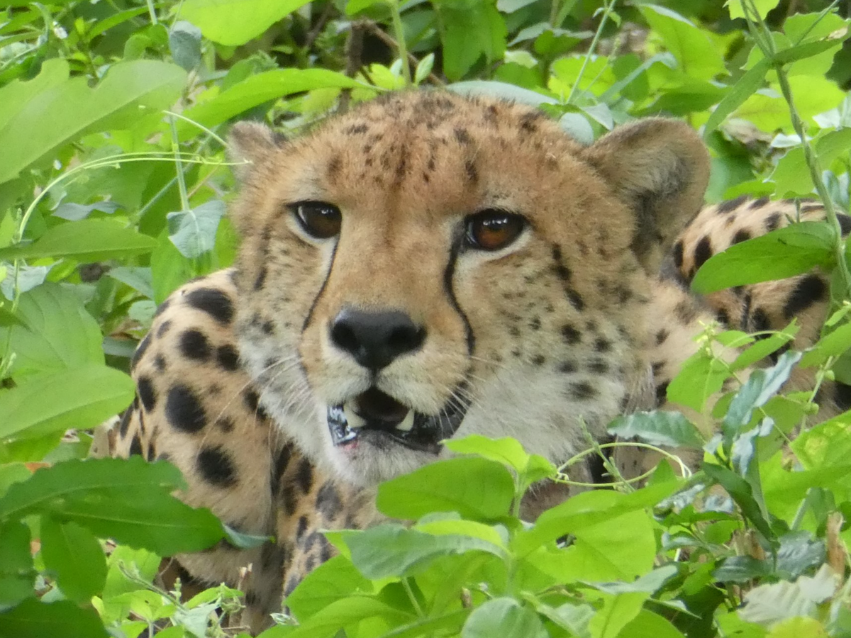 Fundraiser by Monika Girardi : Gepardenauswilderung zur Arterhaltung im ...