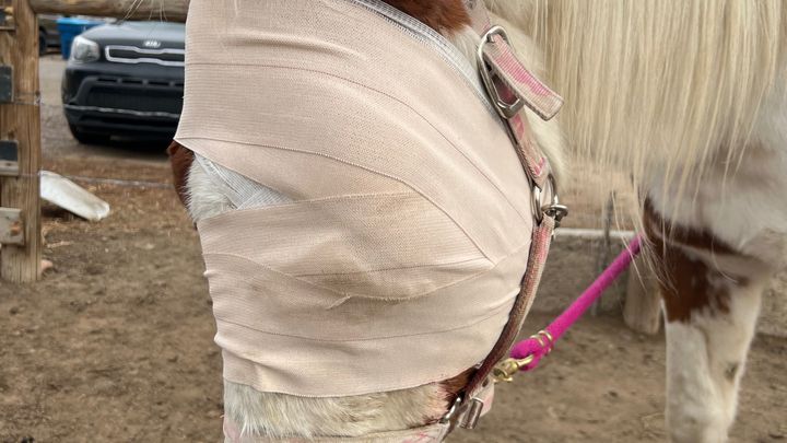 Fundraiser for Paula Ortega by Michelle Fleishman : Quin’s eye