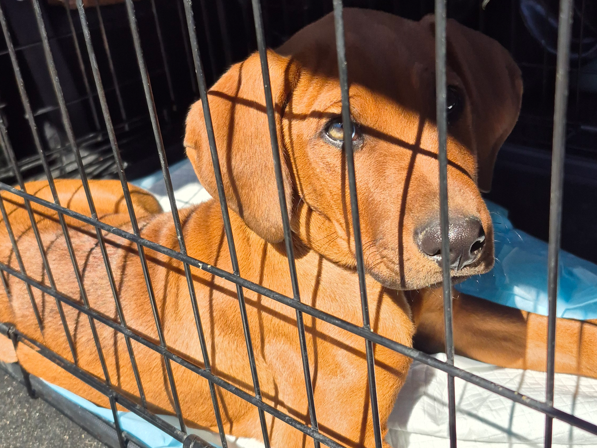 Fundraiser by Makayla Lamont : Support Moe's Recovery and Desert Dogs