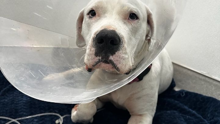 Fundraiser by Jenni Moore : Help Goofball Get Well