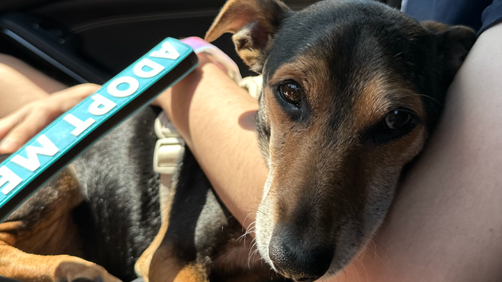 Fundraiser by Nicole Rechtszaid : Support Moose's Medical Care and Adoption