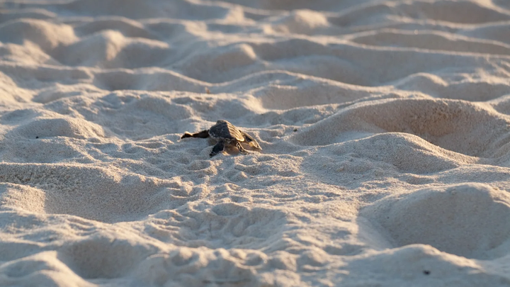 Fundraiser by Gabriel Goldman : Save the Baby Turtles of Longboat Key