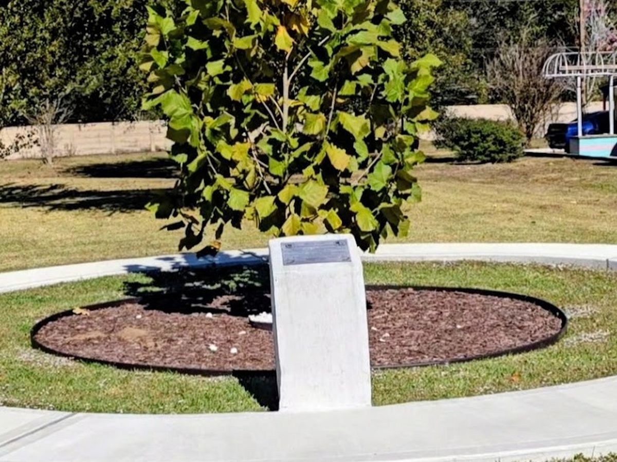 Fundraiser by Silvia Stieb : Make Jean Raffetto's MOON TREE PROJECT ...