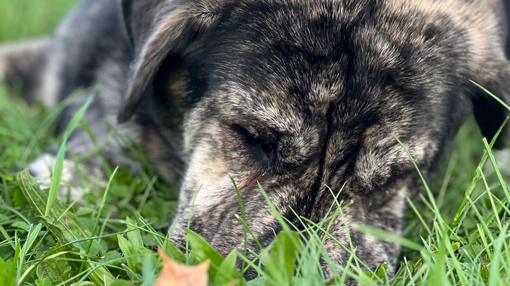 Fundraiser by Jessica Wiegand : Donate to Save Luna: Urgent Veterinary Care