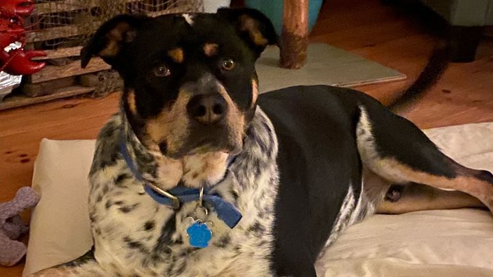 Fundraiser by Derek Macleod : Help Saint With His Knees