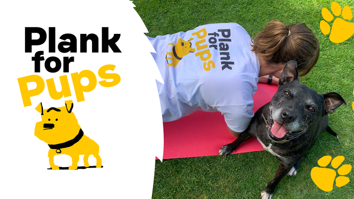 Fundraiser by Sophie Hall : I'm planking to help more dogs find forever ...