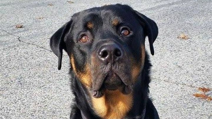 Fundraiser for Stephen Ganusko by Kelly Boni : HELP SAVE WALTER