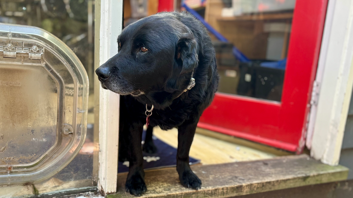 Fundraiser by Kirsty Gover : In memory of George : fund raising for ...