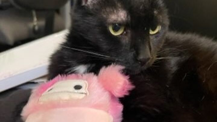 Fundraiser for Lauren Perry by Stephanie Hallen : Help for Neko's vet bills