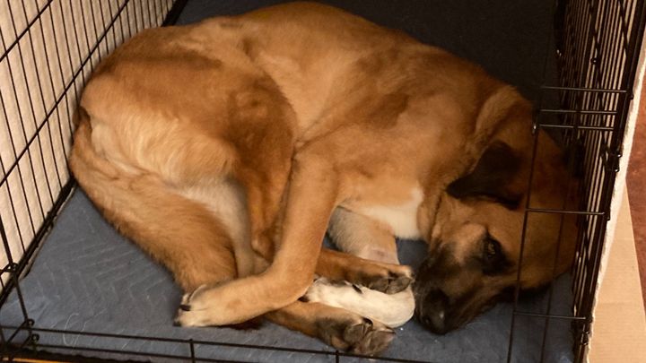 Fundraiser by Operation Dizzy : Help Smokey The Dog Fight Lymphoma (Cancer)