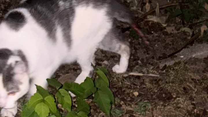 Fundraiser by Corinne Waknine : Help Injured Cat & TNR Local Community Cats