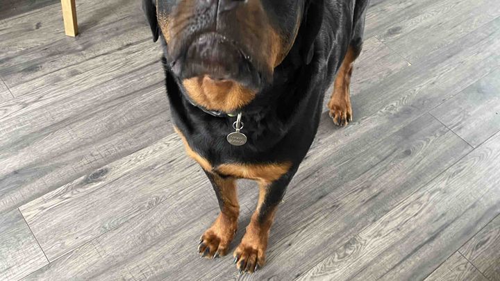 Fundraiser by Ellie Bourner : Life saving operation for “Tank”