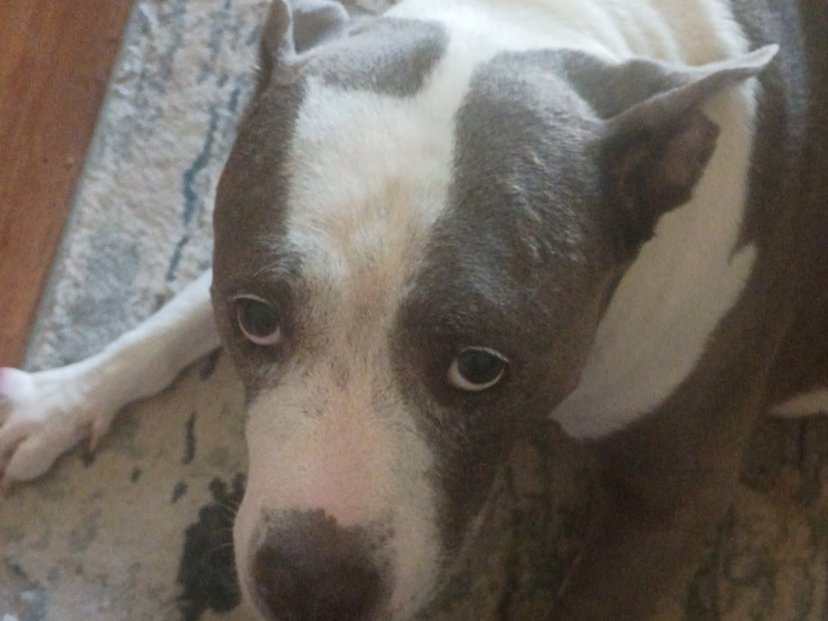 Fundraiser by Trey Bell : Give Brahma a Pain-Free Life