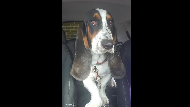 Fundraiser by Jes King : Help Jes King Save Her Basset Hounds mobility.