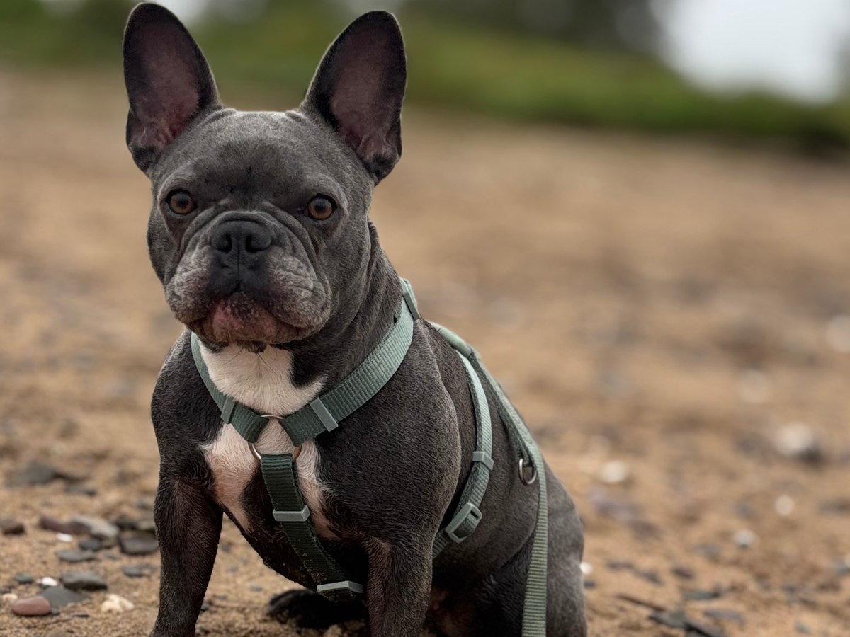 Fundraiser by sabrina pick : Bella braucht dringend Hilfe..