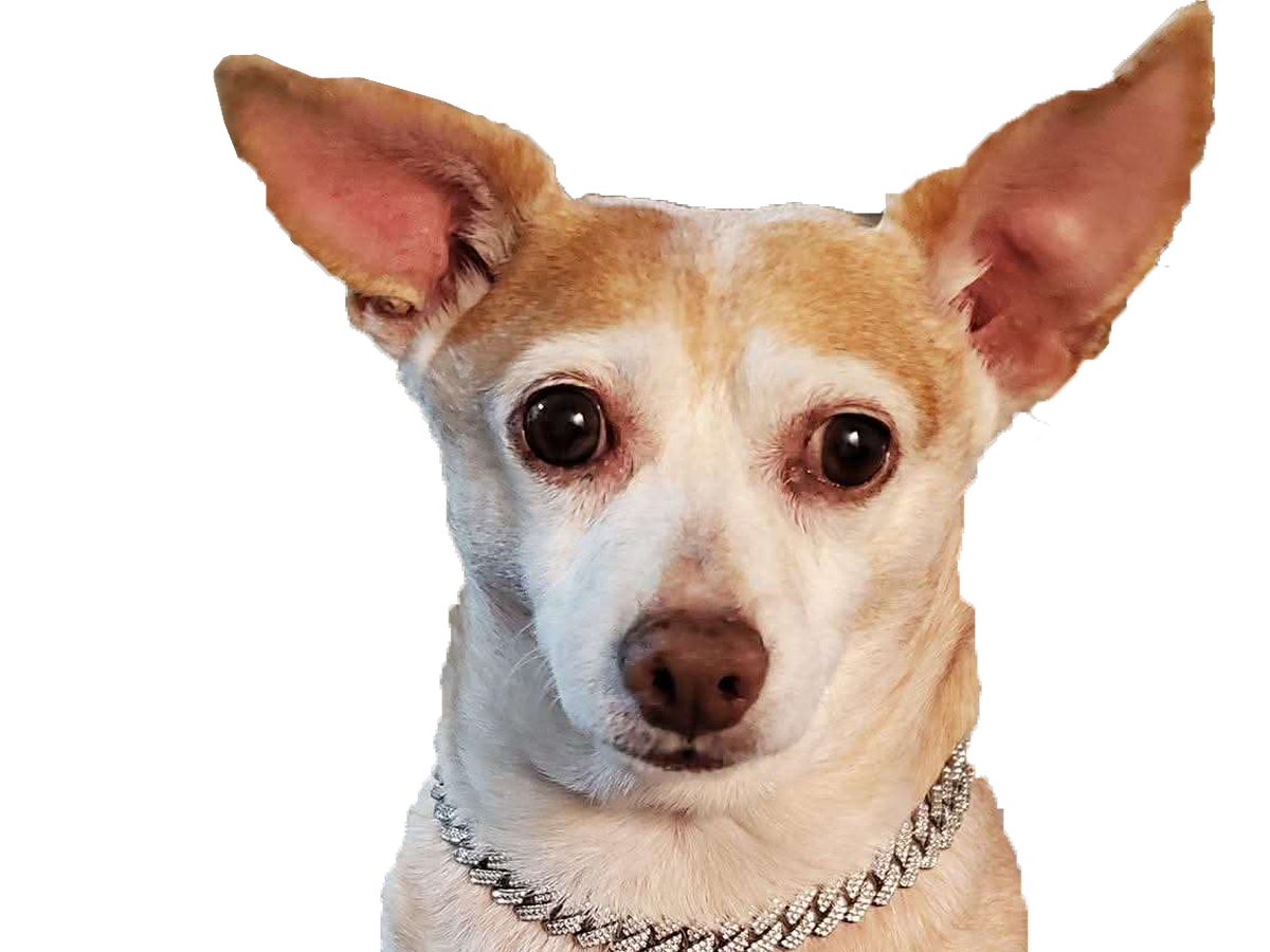 Fundraiser by Deneisha Simpson : Help Cover Sinbad's Vet and Cremation ...