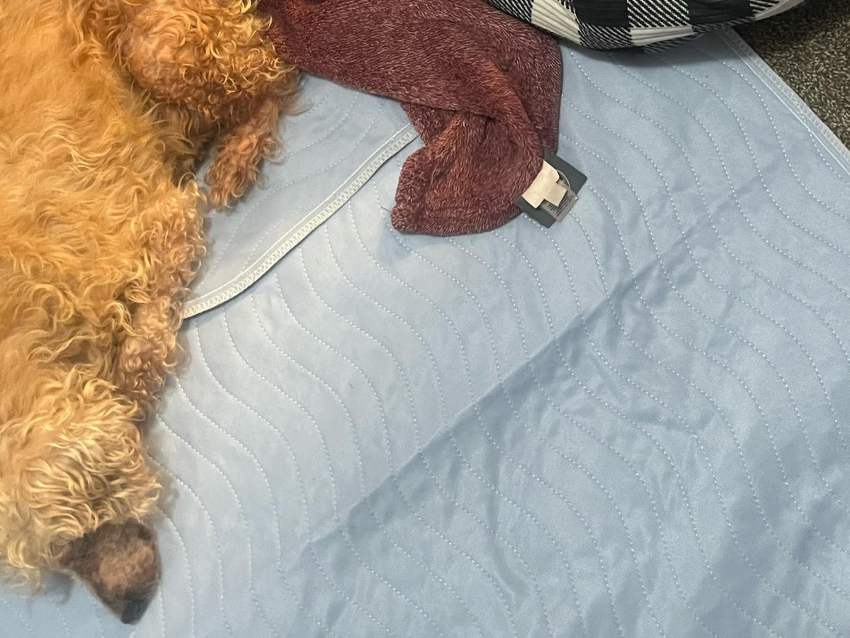 Fundraiser by Jami Poe : Help Lay Turk to Rest Peacefully