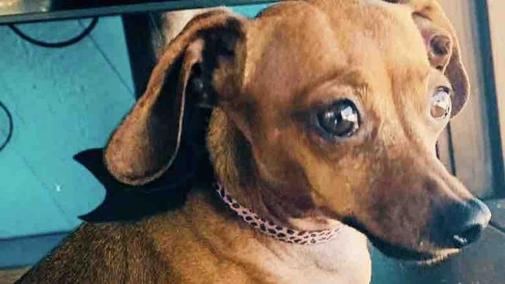 Fundraiser by Lew Morgante : Help for Moose’s Surgery & Recovery