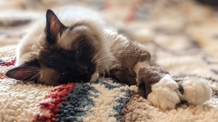 Fundraiser by Michelle Shoultz : Whiskey Kitty's emergency hospital stays