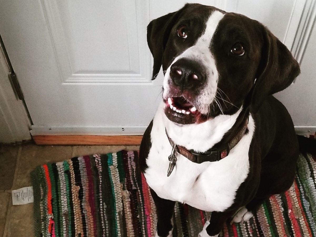 Border Collie Great Dane Mix