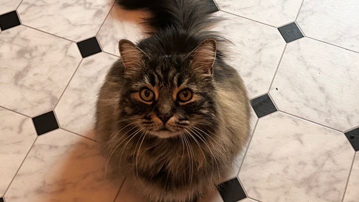 Fundraiser by Sofiya Belousova : Help Max recover and get a surgery