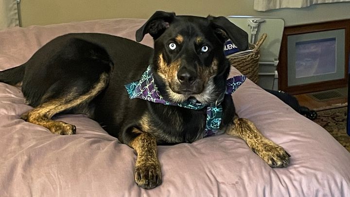 Fundraiser for Wanoka Couri by Daniel Couri : Help Our Pup Blue Get ...