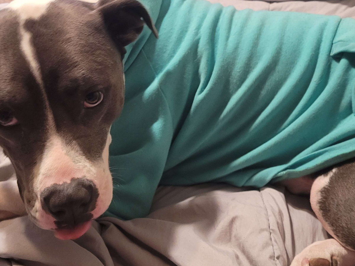 Fundraiser by Jared Billy : Support Joe's Fight and Puppy’s Operation