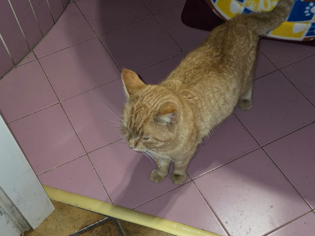 Fundraiser by Marzia Paolini : Dona per salvare Garfield