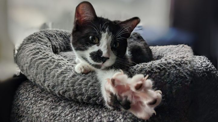 Fundraiser by Angel Lynn Burdick : Support Patches' Urgent Medical Care