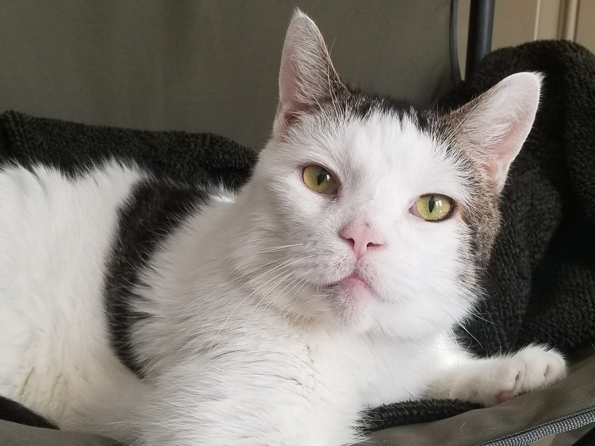 Fundraiser by Tiffany St Onge : Honoring Theo: Help with Cremation Costs