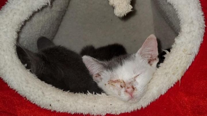 Fundraiser by Selena Keil : Selena's Kitties
