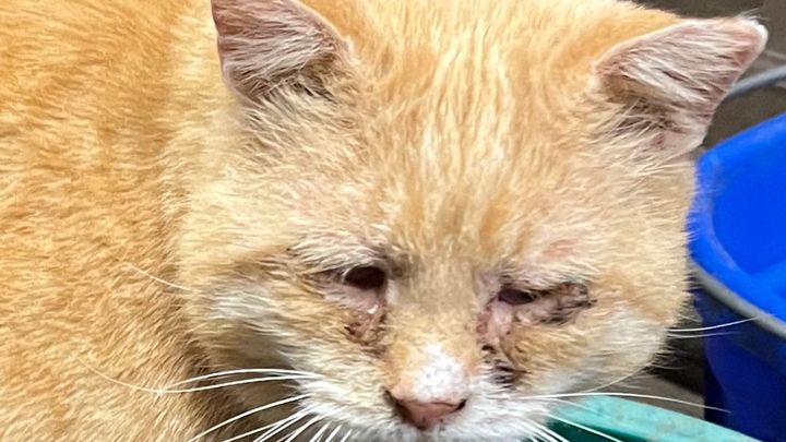 Fundraiser by Sue Peterson : Buddy the Cat needs surgery on both eyes.
