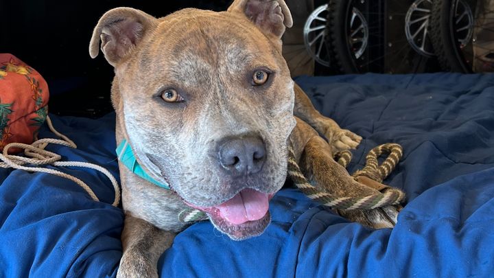 Fundraiser by Katie Orton : Training for our best guy Gunner!