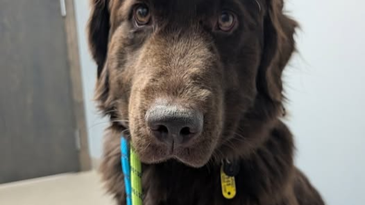 Fundraiser by Jill Nazimek : Help Windy Reed and the Kehlani Rescue ...