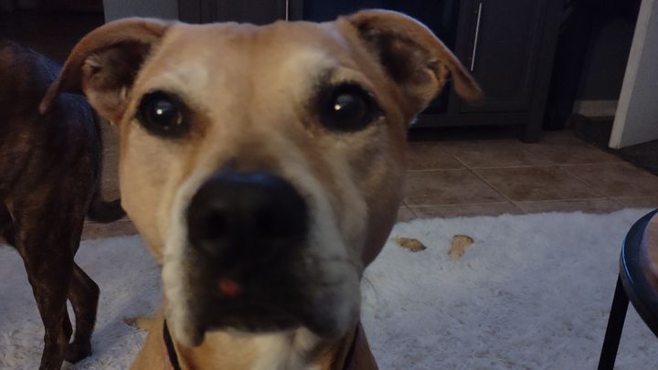 Fundraiser by Gail Griswold : Hope's Farewell