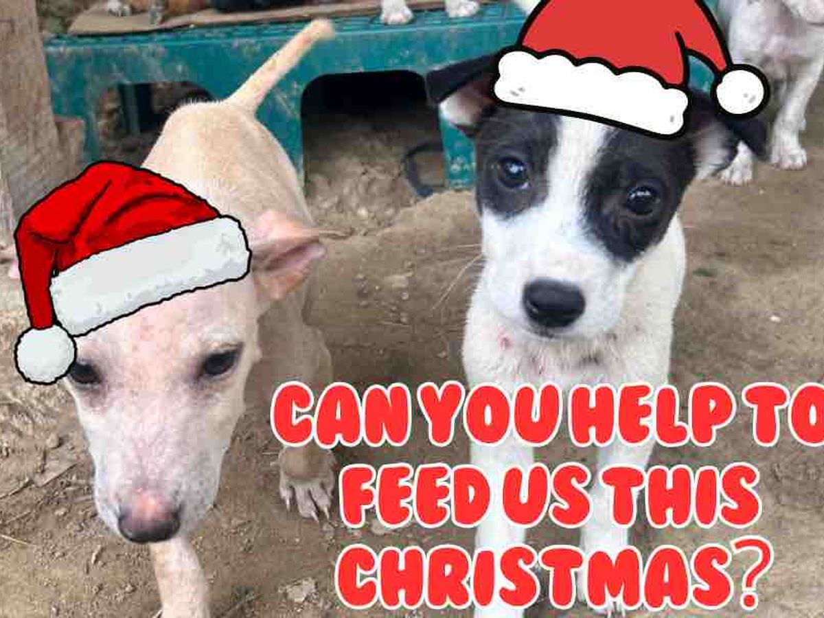 Fundraiser by Madison Cain : help feed shelter dogs this CHRISTMAS