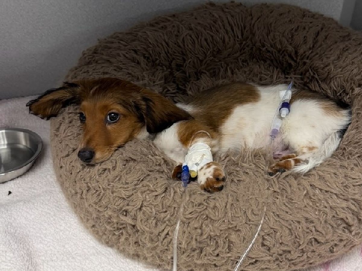Fundraiser by Angela Shank : Help Myles the Puppy Heal After His Accident