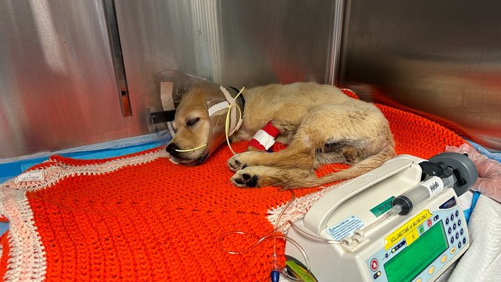 Fundraiser by Amanda Olson : Support Phoenix's Fight Against Parvo