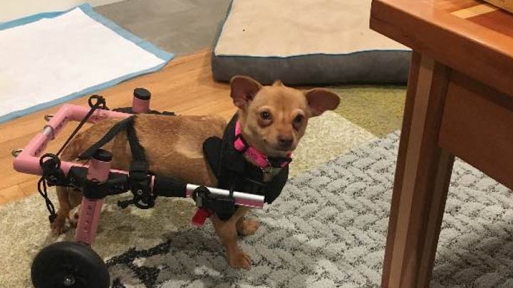 Fundraiser by Molly Carlin : Help Phoebe Walk!