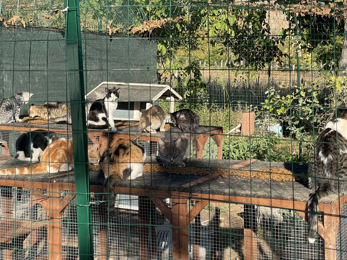 Fundraiser by Leanne King : December Food Drive for our 88 cats!